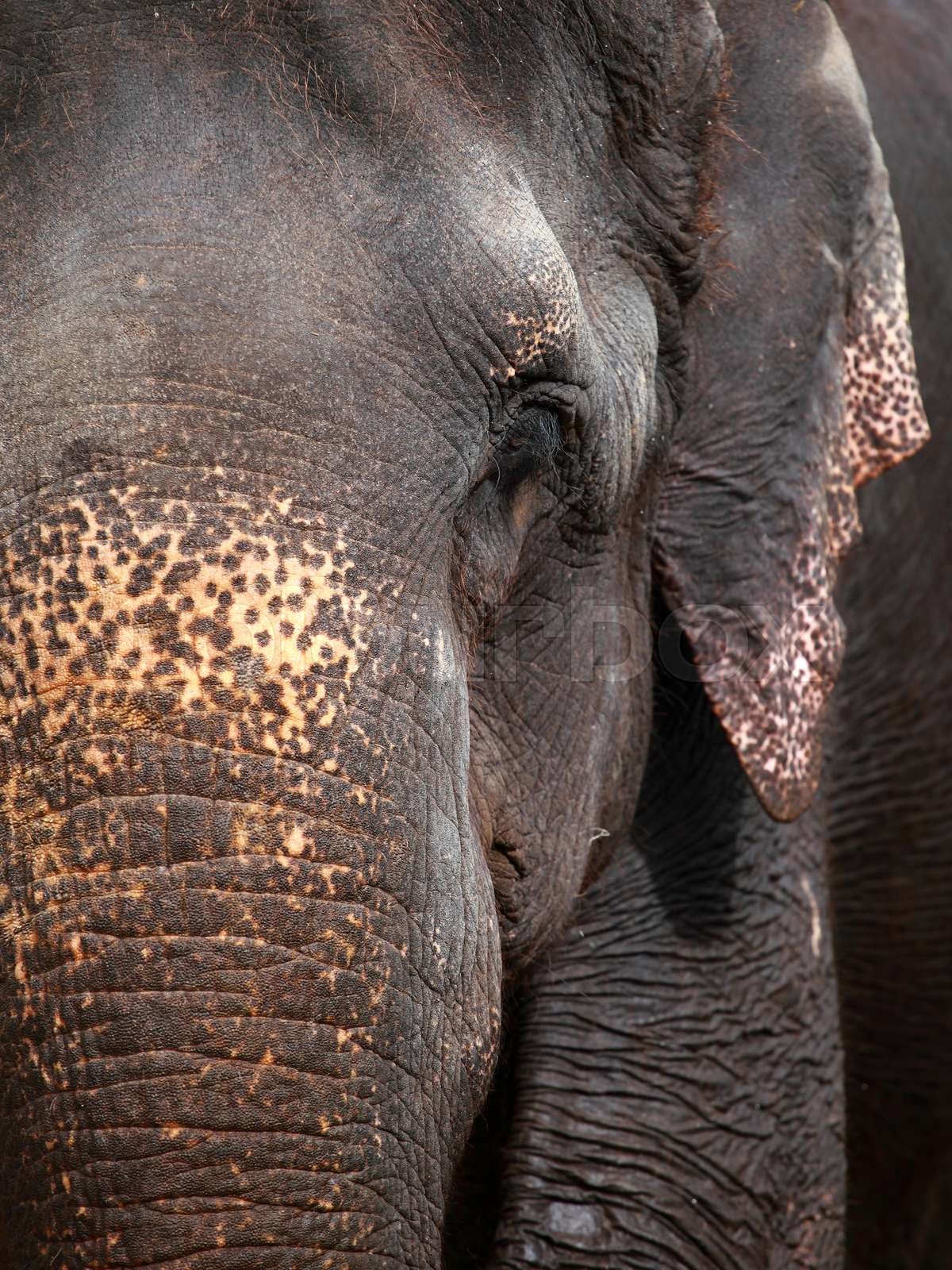 Asian Elephant head close up | Stock image | Colourbox