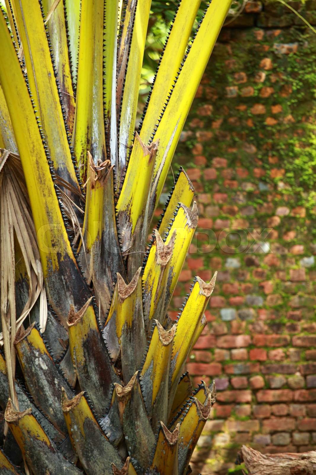 Yellow Palm Tree Stock Image Colourbox yellow-palm-tree-stock-image-colourbox