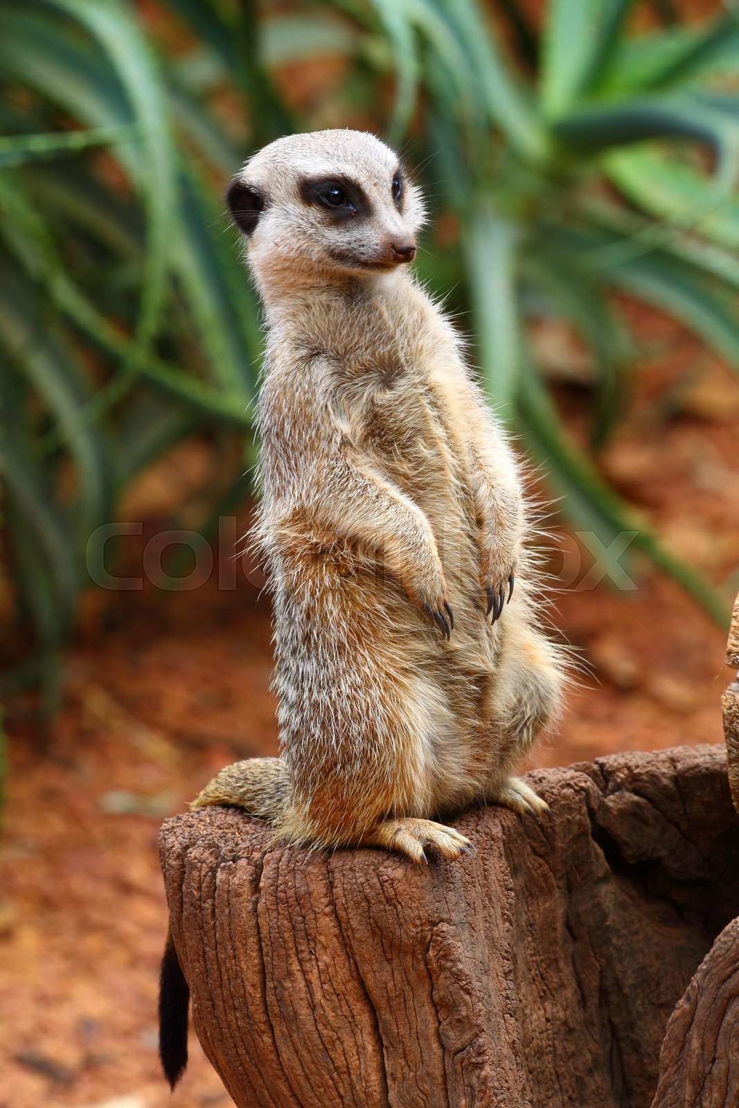 Australian Meerkat | Stock image | Colourbox