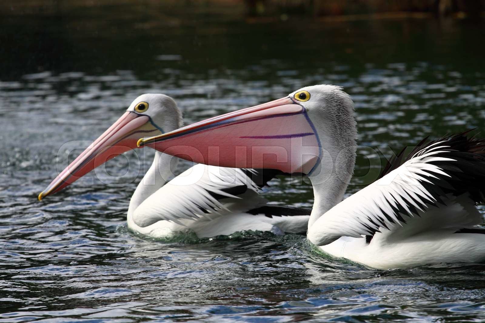 Australian pelican has a rest in the Perth Zoo | Stock image | Colourbox