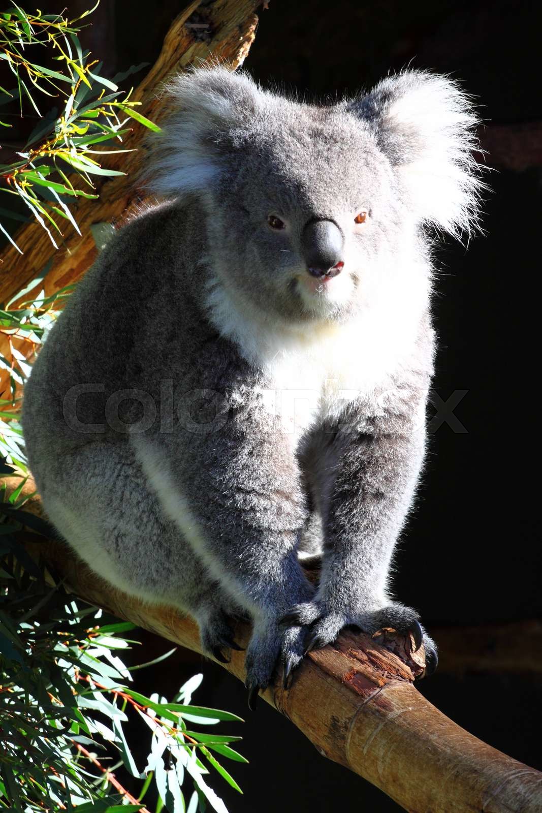 Koala in Australia | Stock image | Colourbox