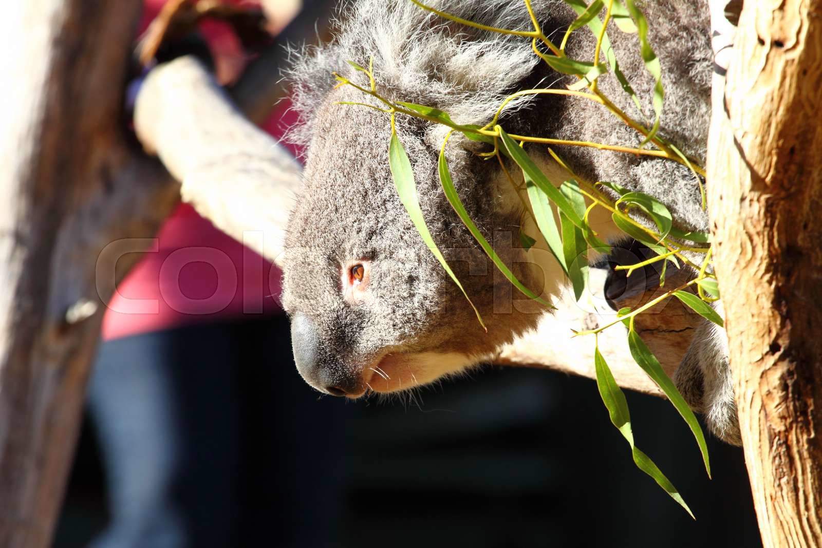 Koala in Australia | Stock image | Colourbox