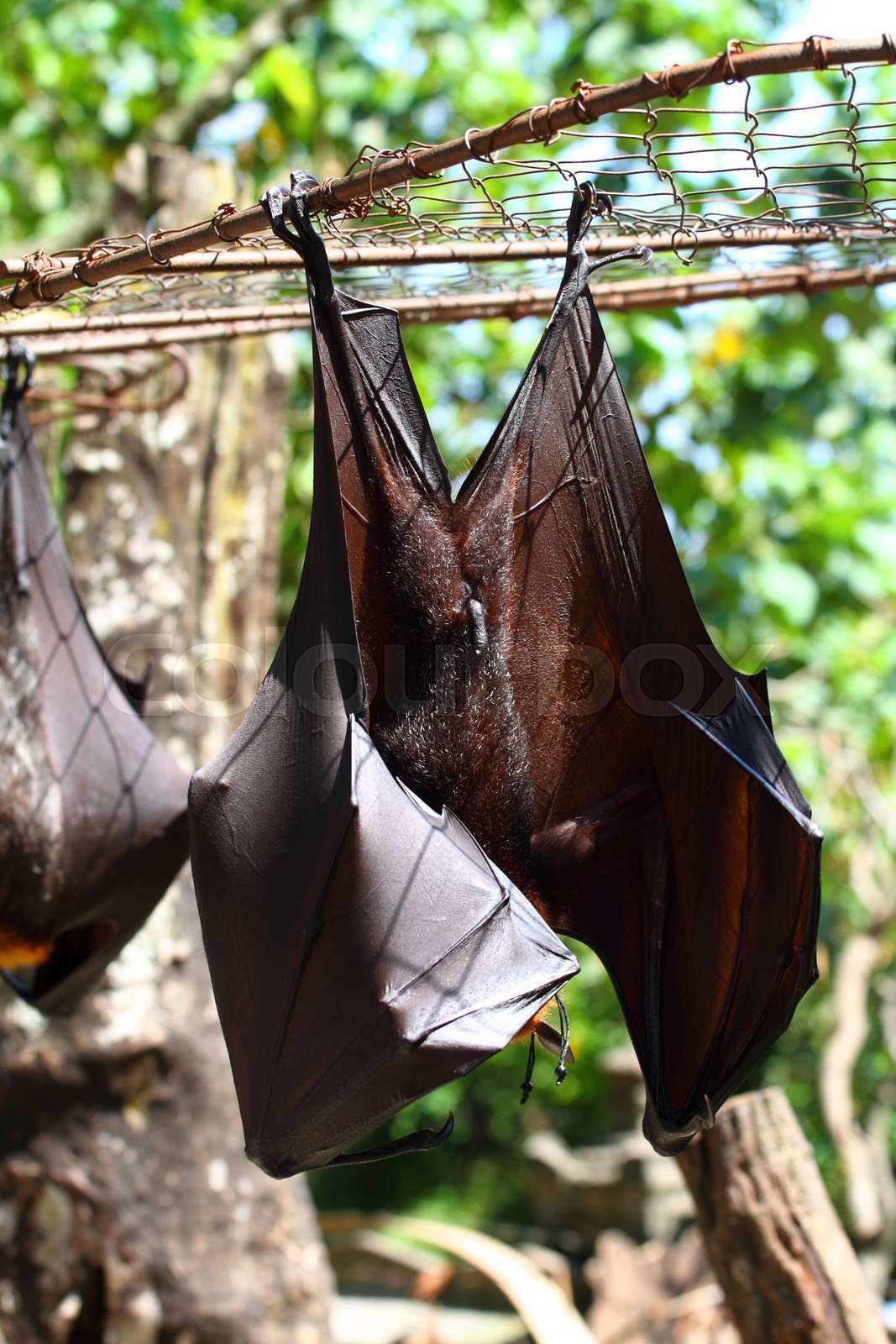 Bat in Bali Island | Stock image | Colourbox