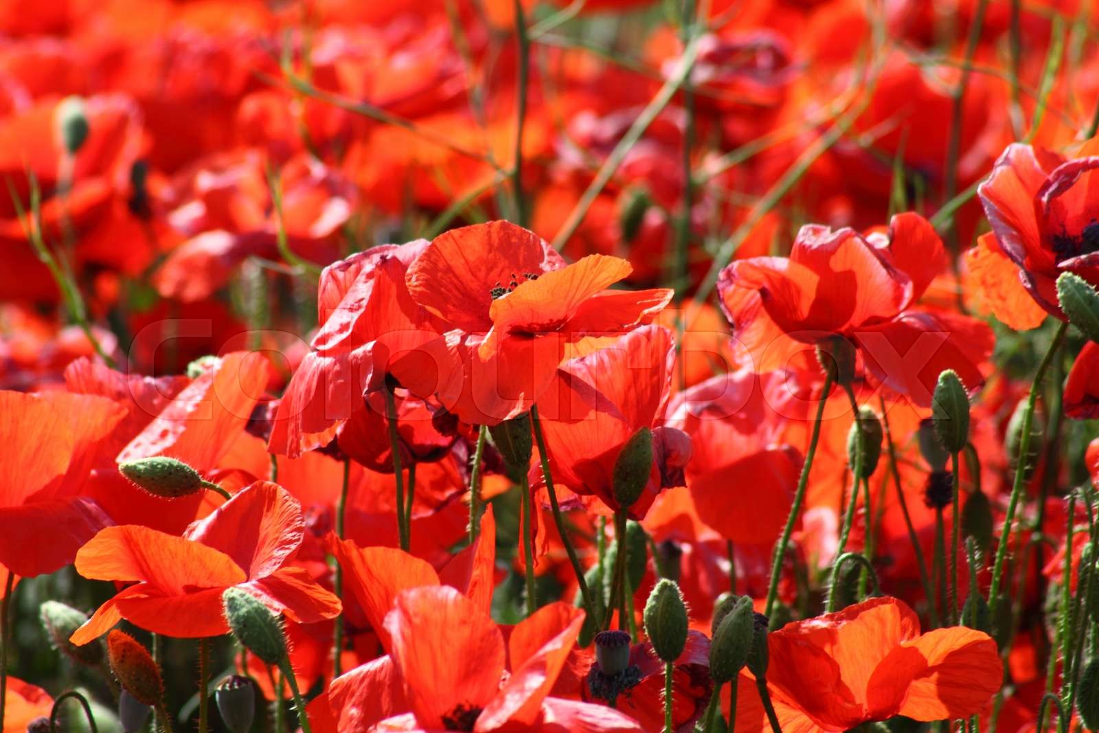 Red Papaver | Stock image | Colourbox