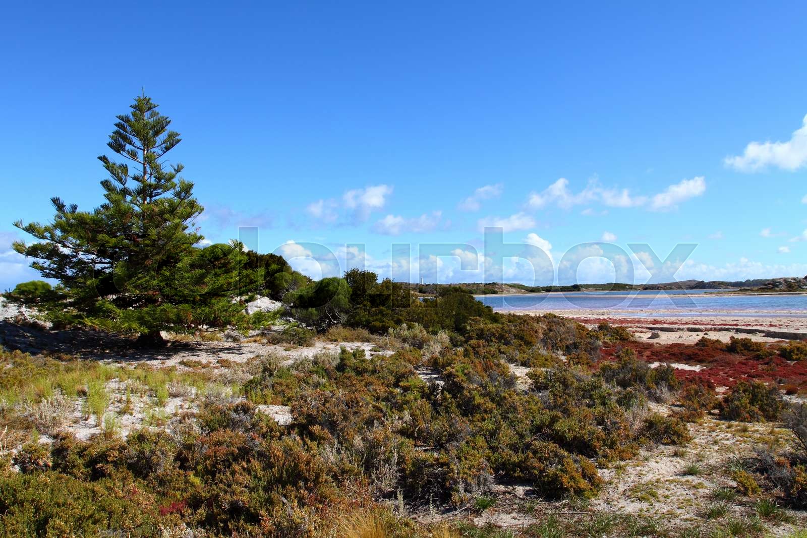 Rottnest island in Australia | Stock image | Colourbox