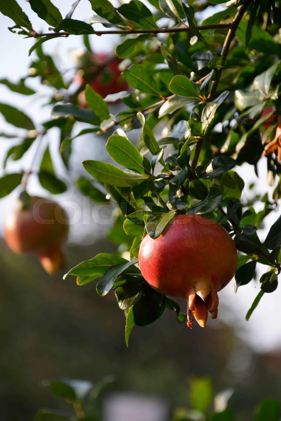 Fruit of the Pomegranate Tree | Stock image | Colourbox