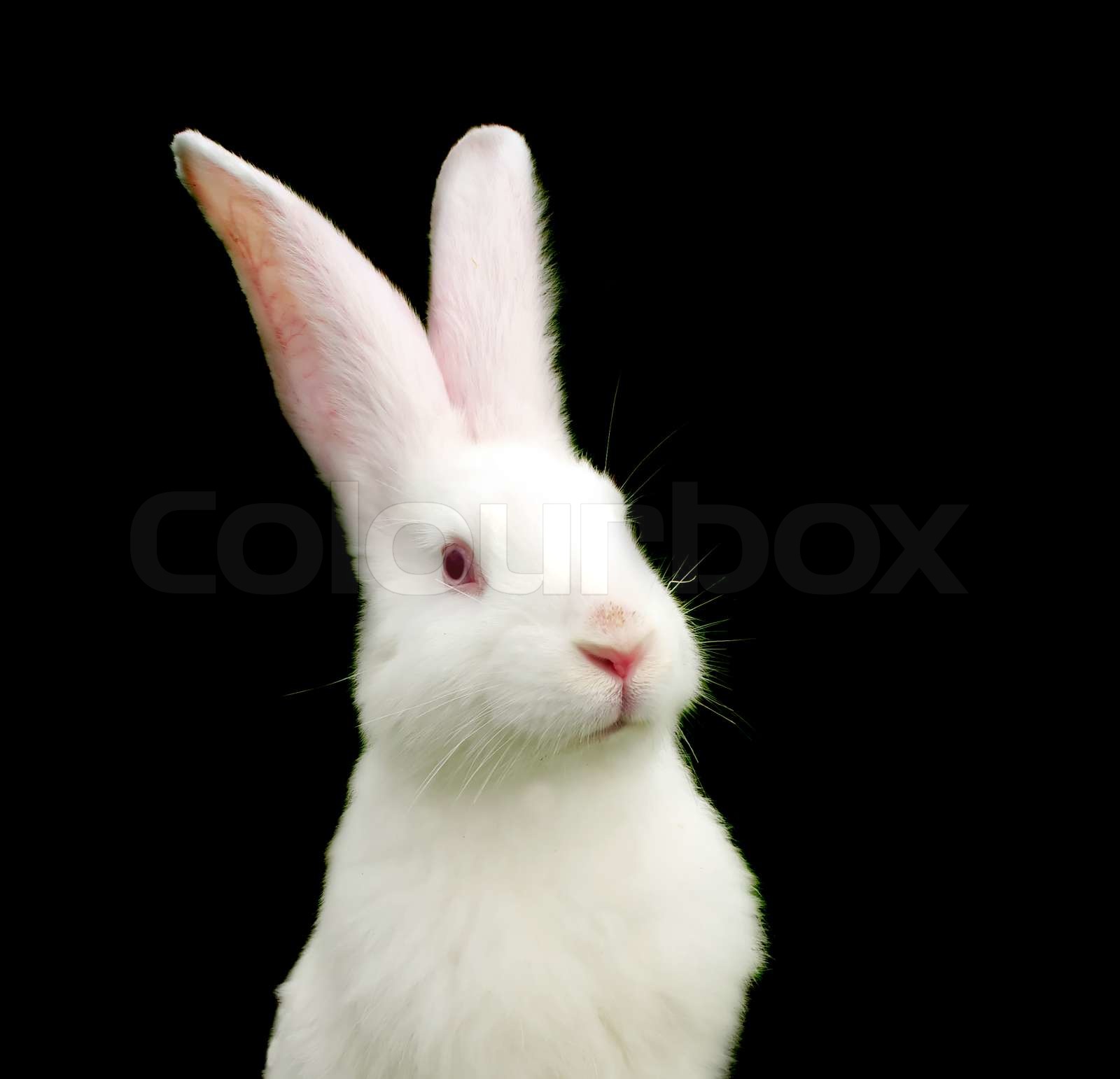 hase, albino, weiß | Stock Bild | Colourbox