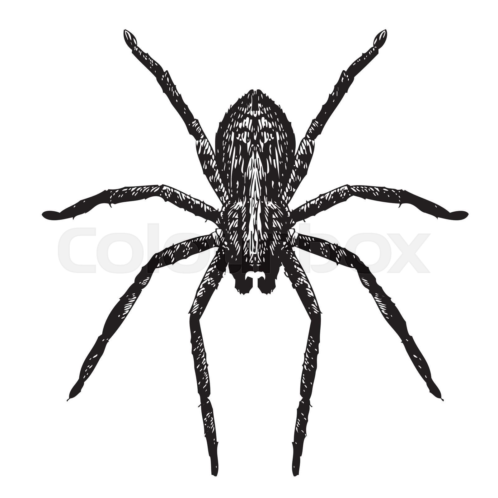 spider, doodle | Stock vector | Colourbox