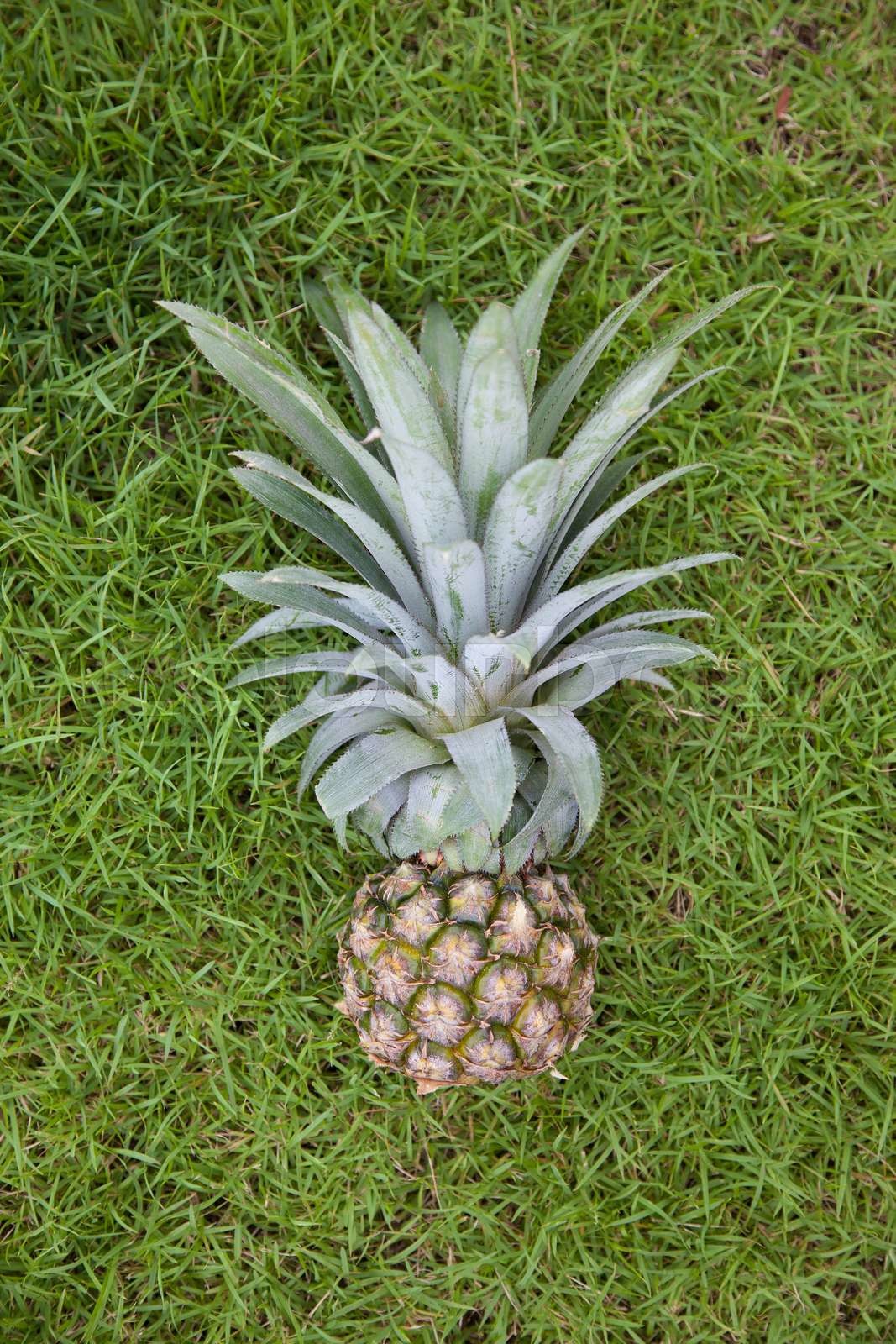 pineapple on a green grass | Stock image | Colourbox