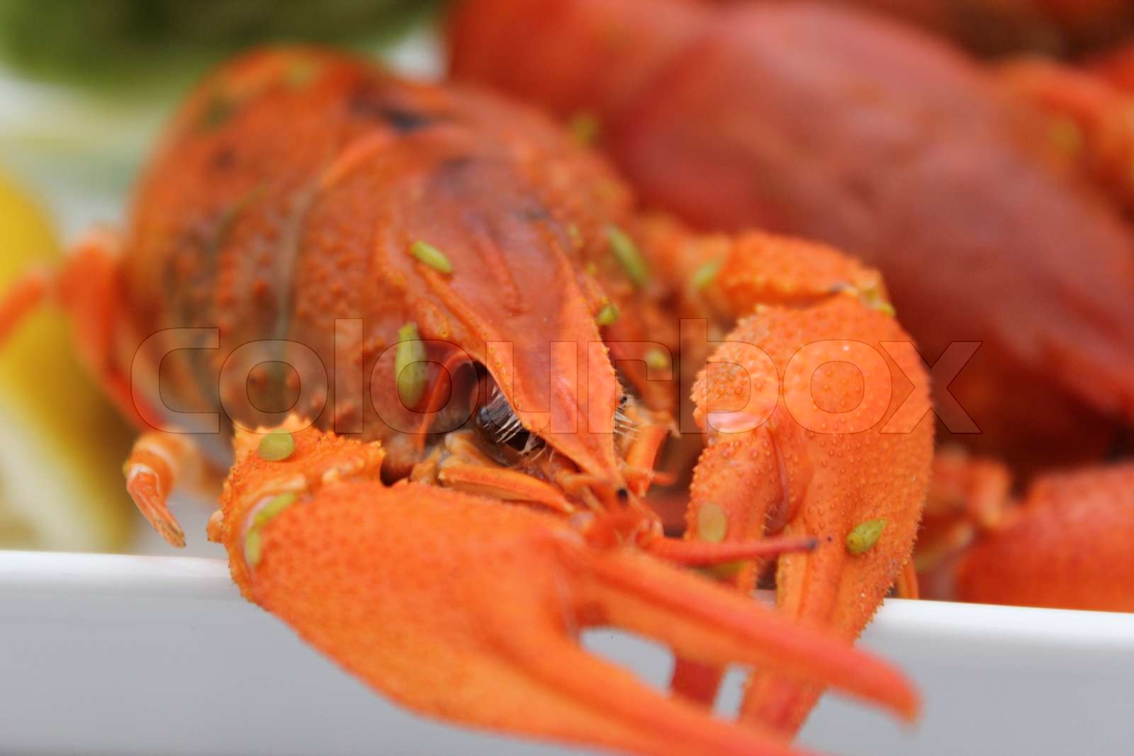 Skaldyr , der skal spises om sommeren | Stock foto | Colourbox