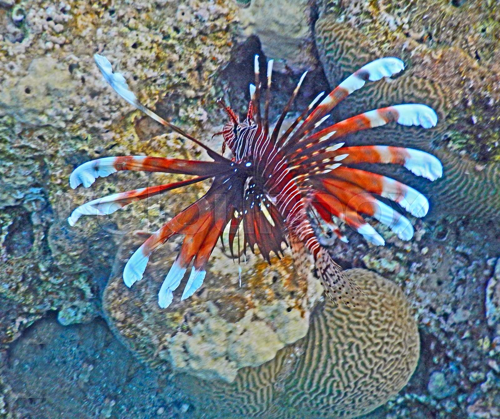 leon fish at red sea | Stock image | Colourbox