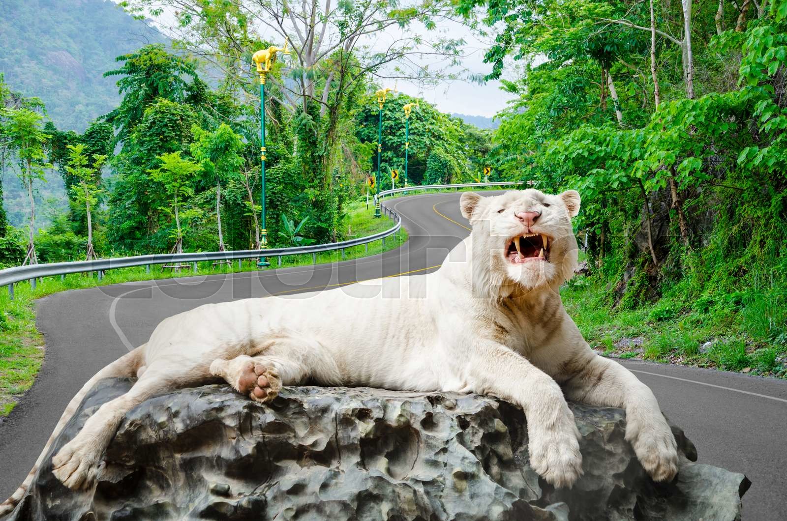 the white tiger growls. | Stock image | Colourbox
