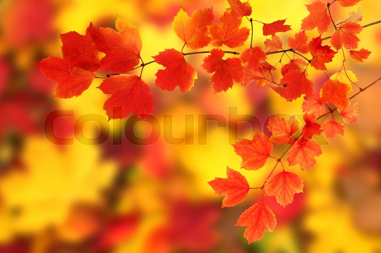 Fall | Stock image | Colourbox