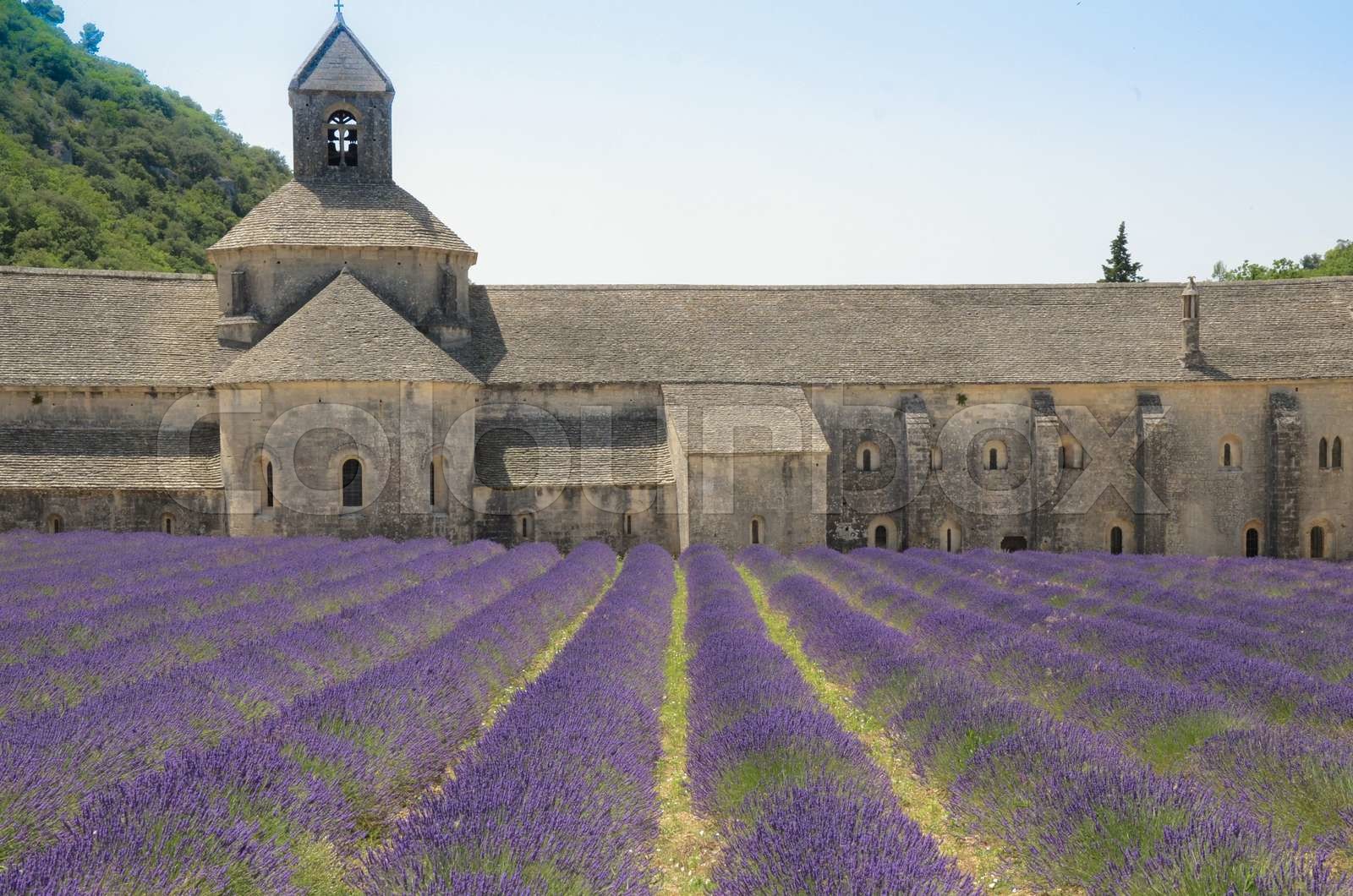Abbey of Senanque and lavender flowers. | Stock image | Colourbox