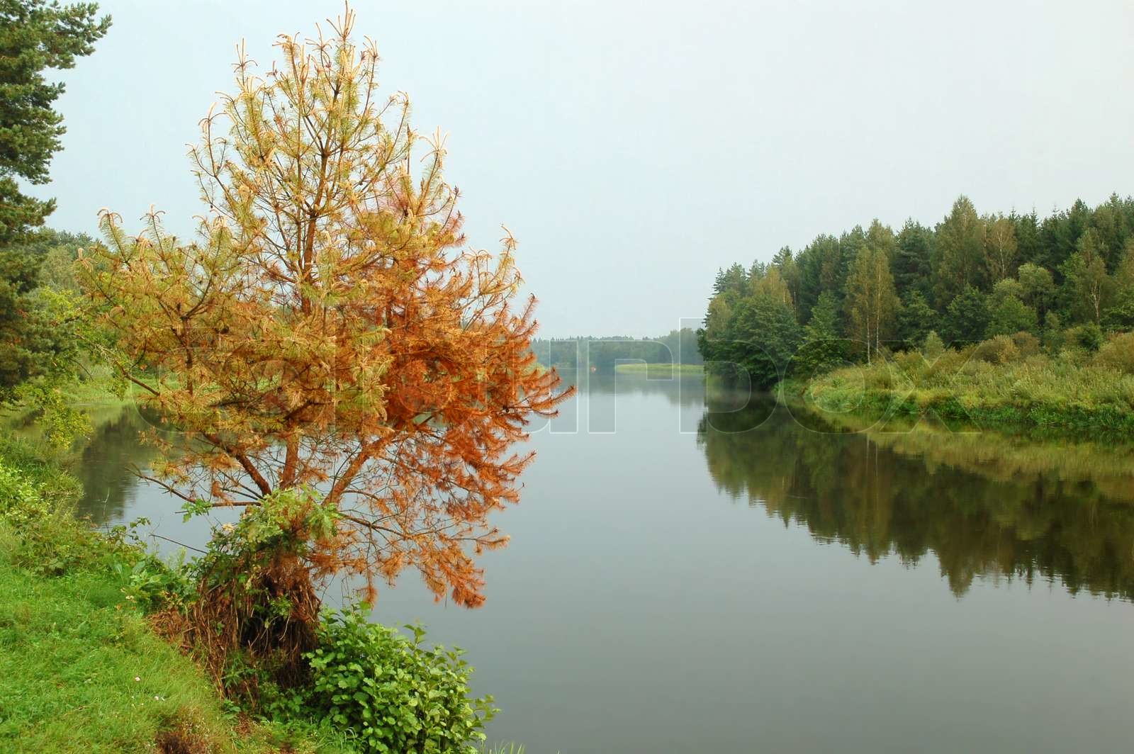 Orange pine tree on a coast of the river | Stock image | Colourbox