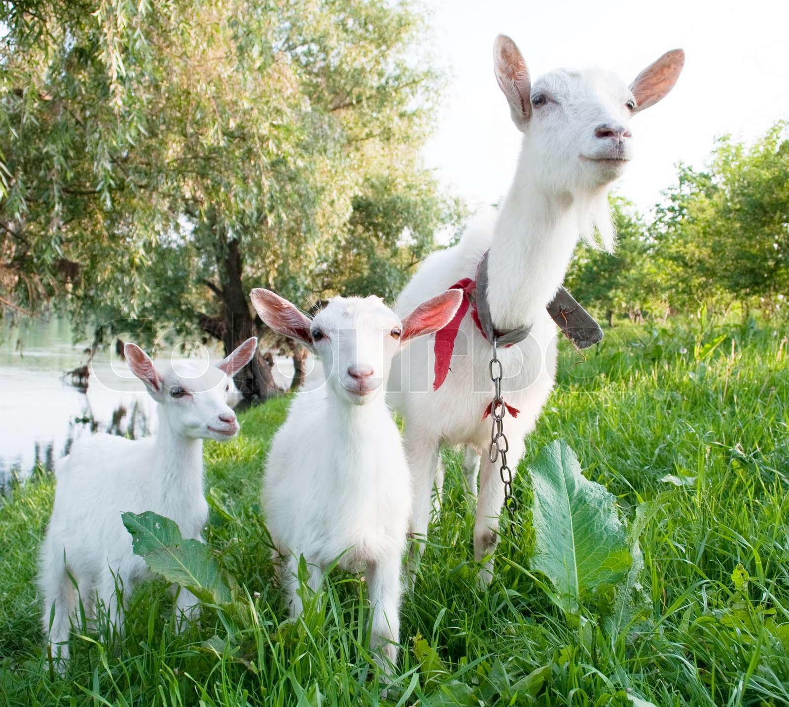 Ged med børn på en hvid baggrund | Stock foto | Colourbox