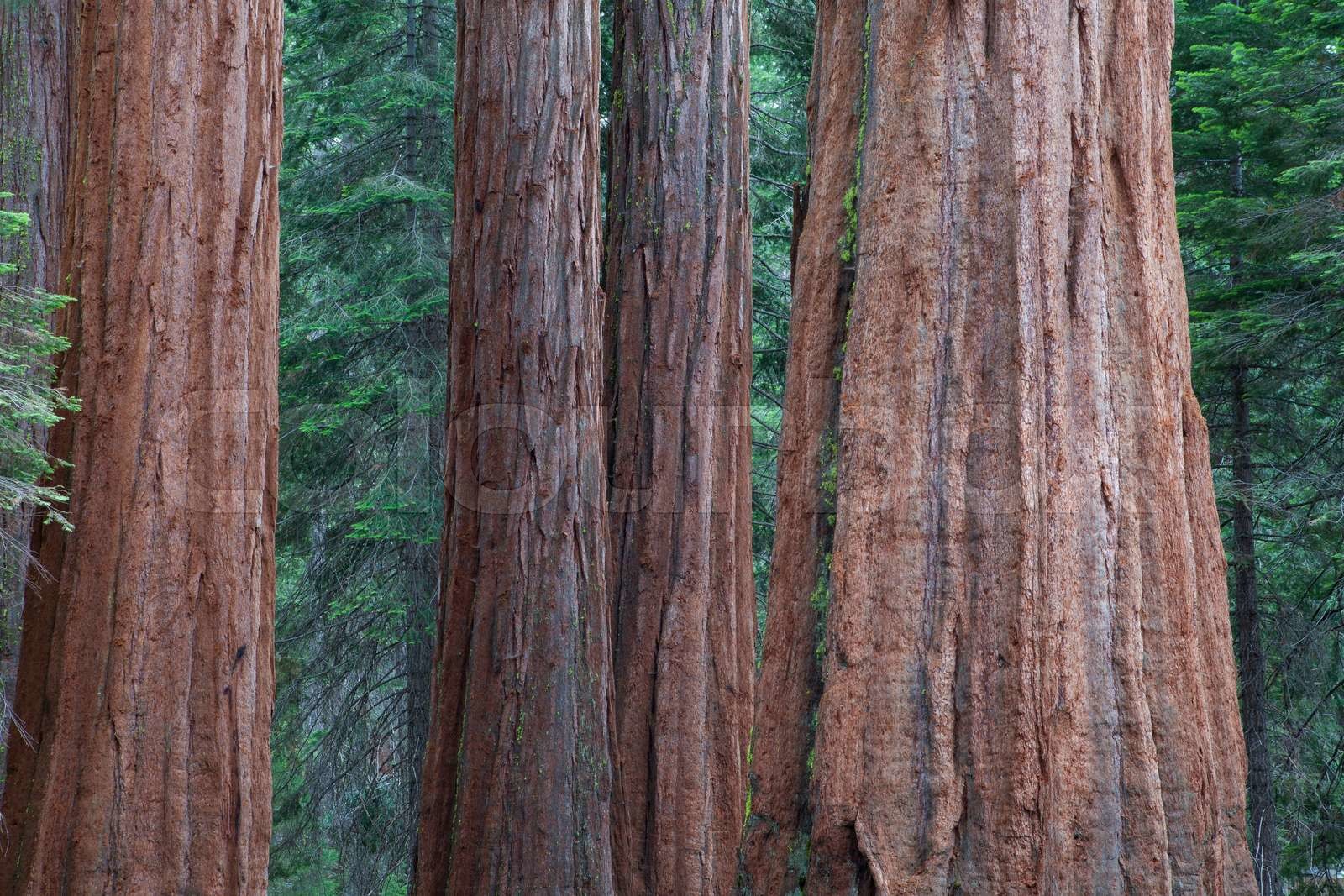 Giant Sequoia redwood trees in Sequoia national park | Stock image ...