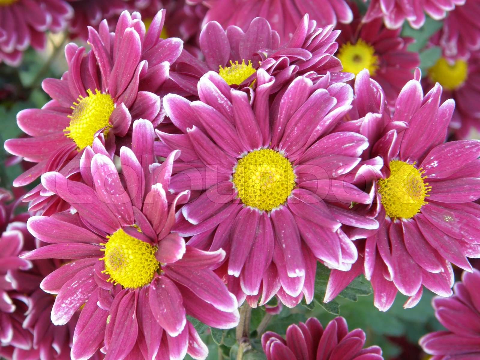Smuk blomst af en krysantemum | Stock foto | Colourbox