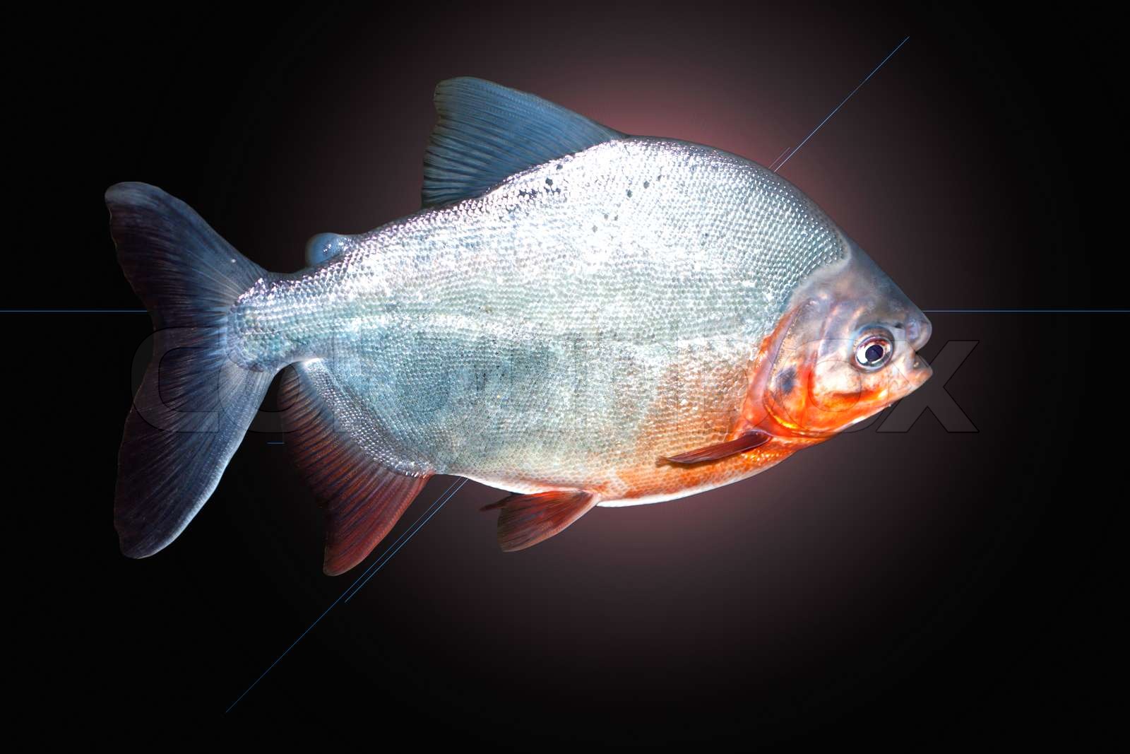 Piranha fish | Stock image | Colourbox