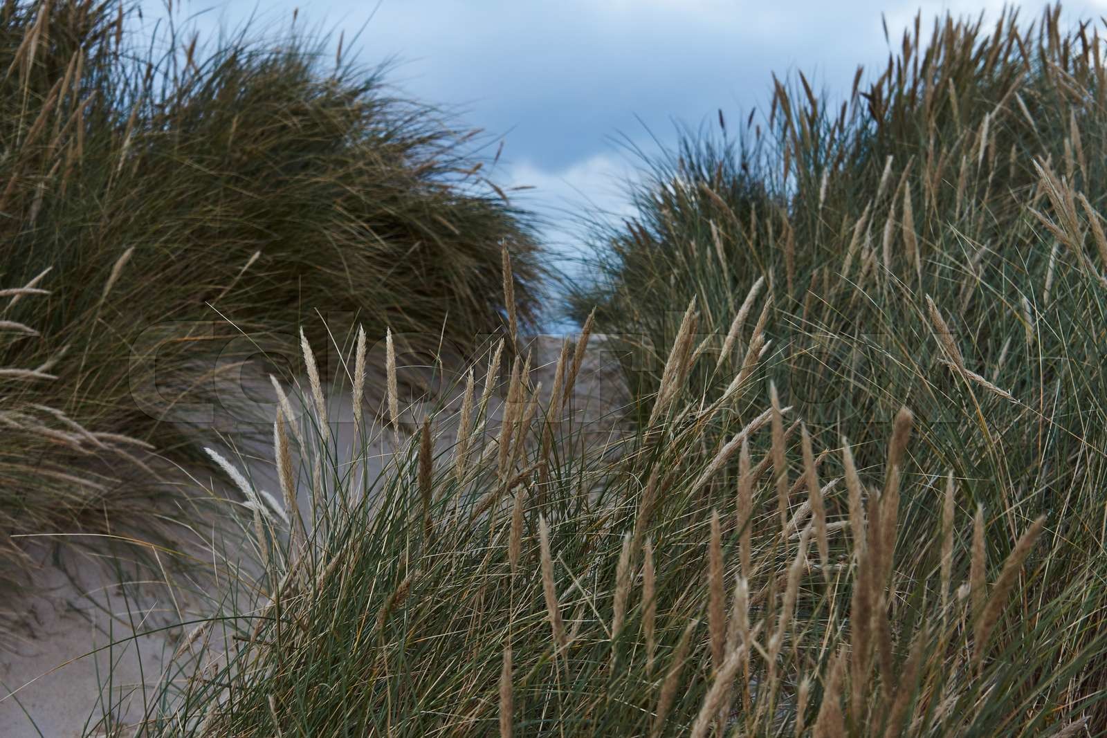 Grass Growing In The Sand Stock Image Colourbox