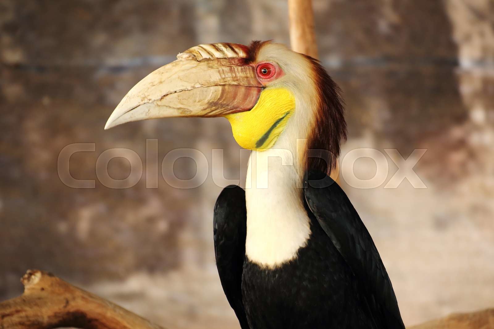 Hornbill bird | Stock image | Colourbox