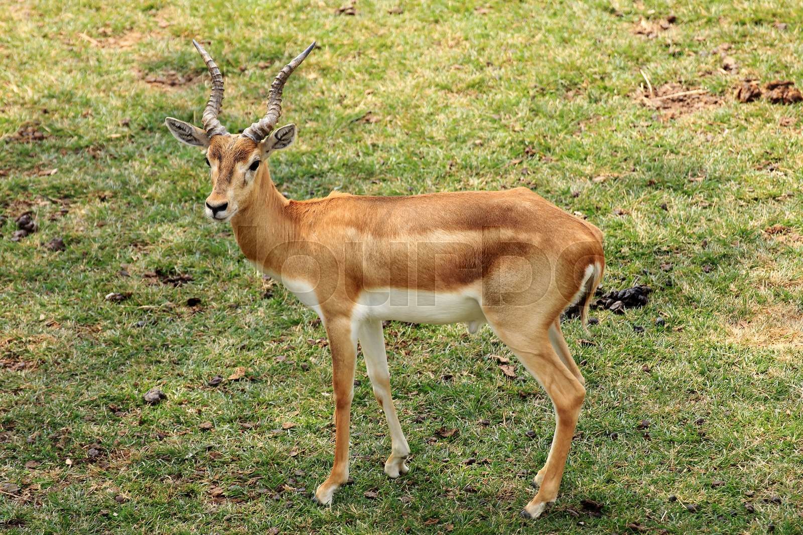 Black buck | Stock image | Colourbox