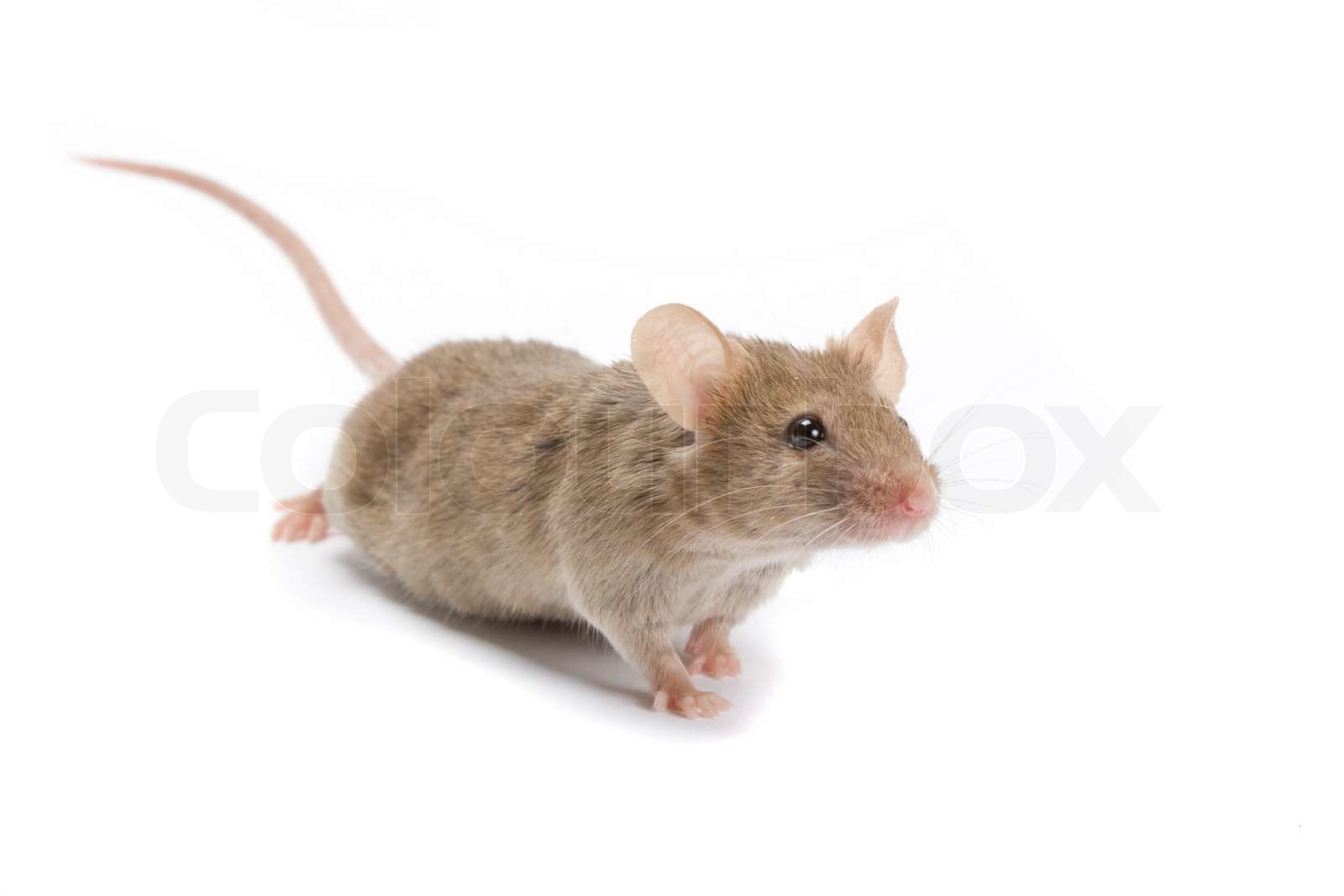 Interested mouse looking on you. | Stock image | Colourbox
