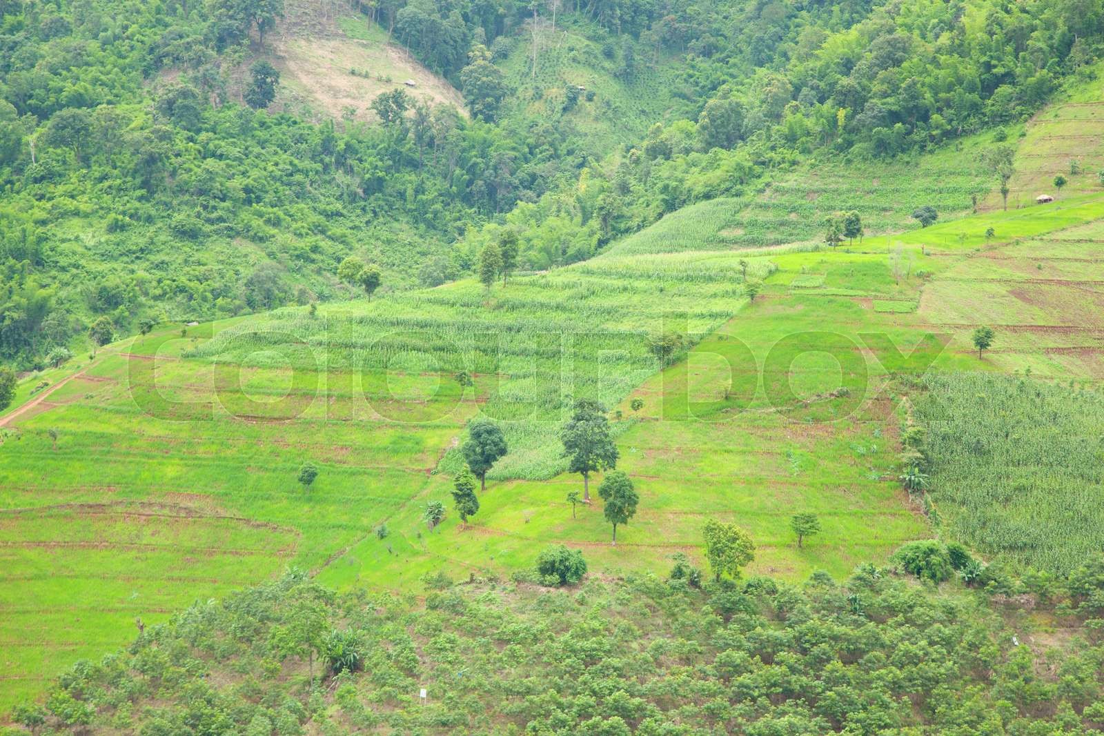 Rice growing areas | Stock image | Colourbox