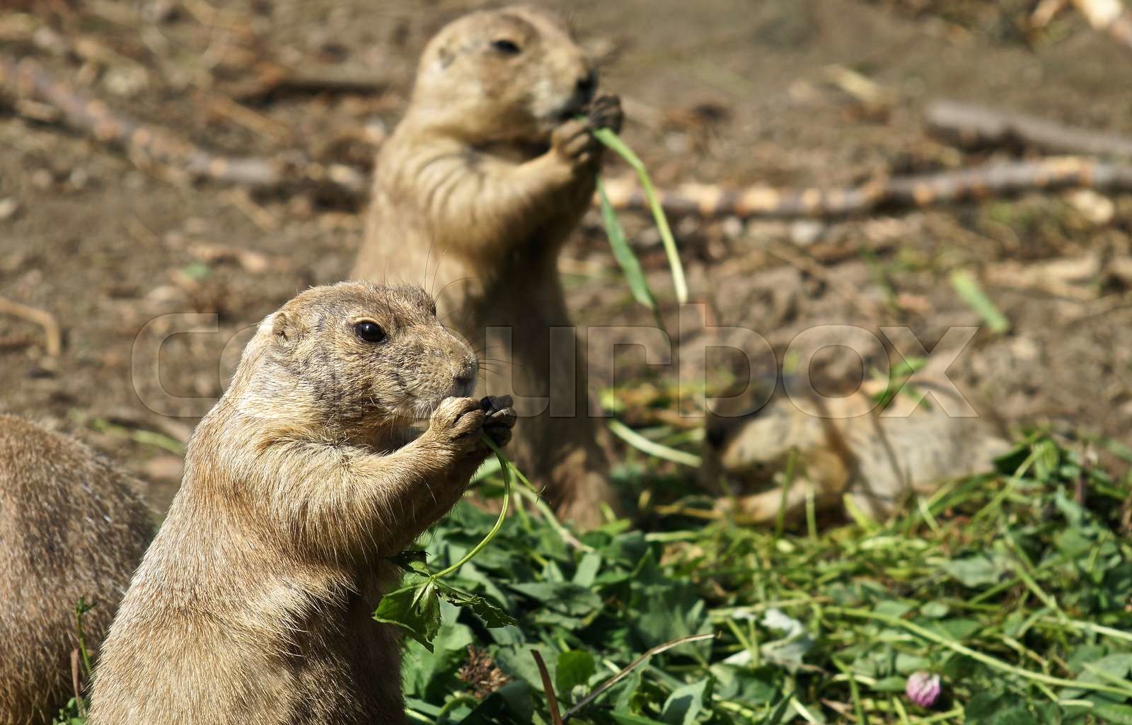 Prairie dog eating | Stock image | Colourbox