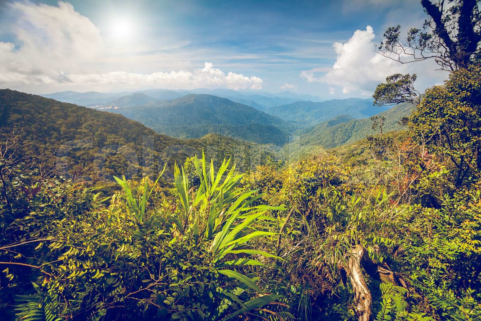 mountains landscape in Cameron highlands - Stock Image - Everypixel
