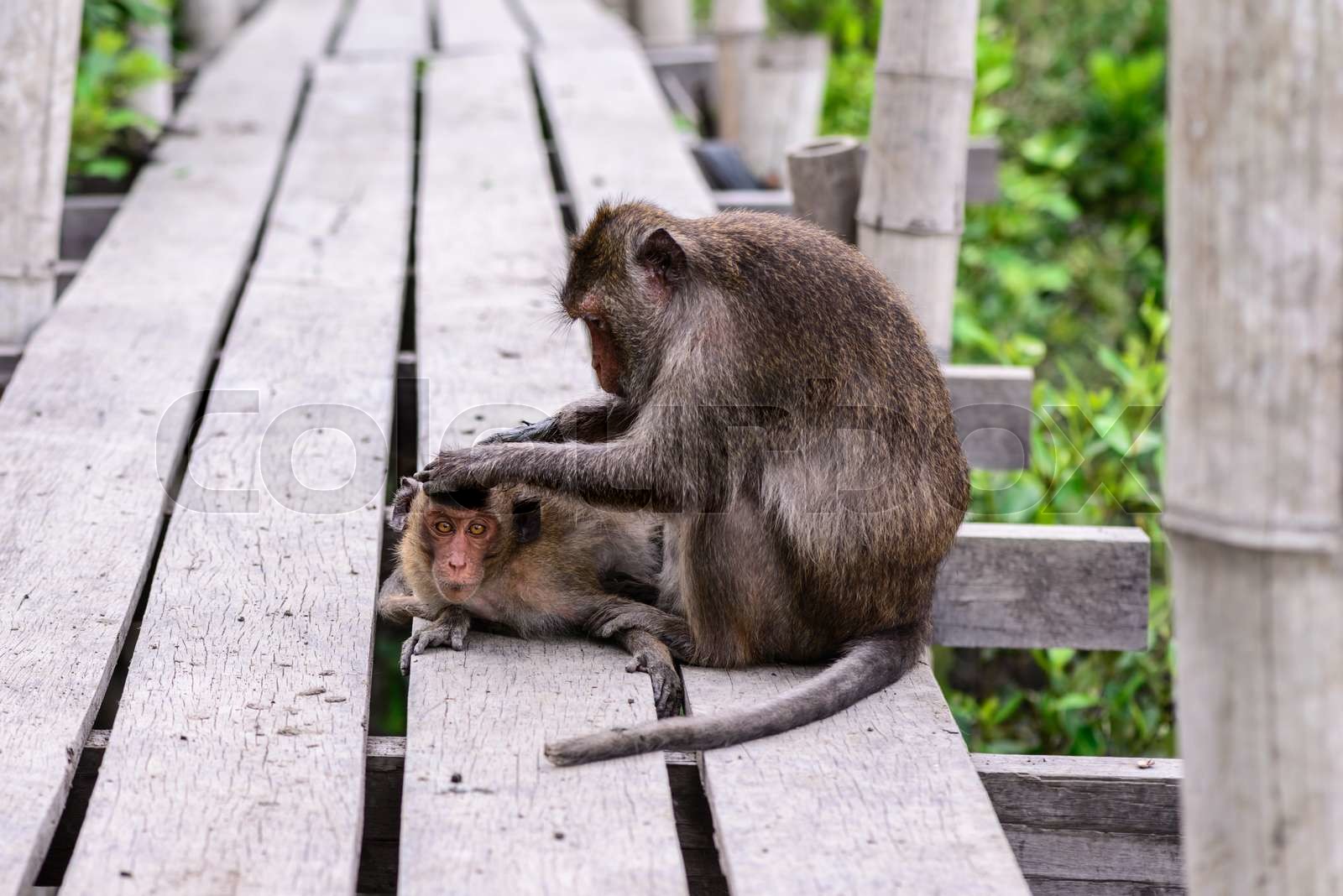 Monkey checking parasite for its mate. | Stock image | Colourbox