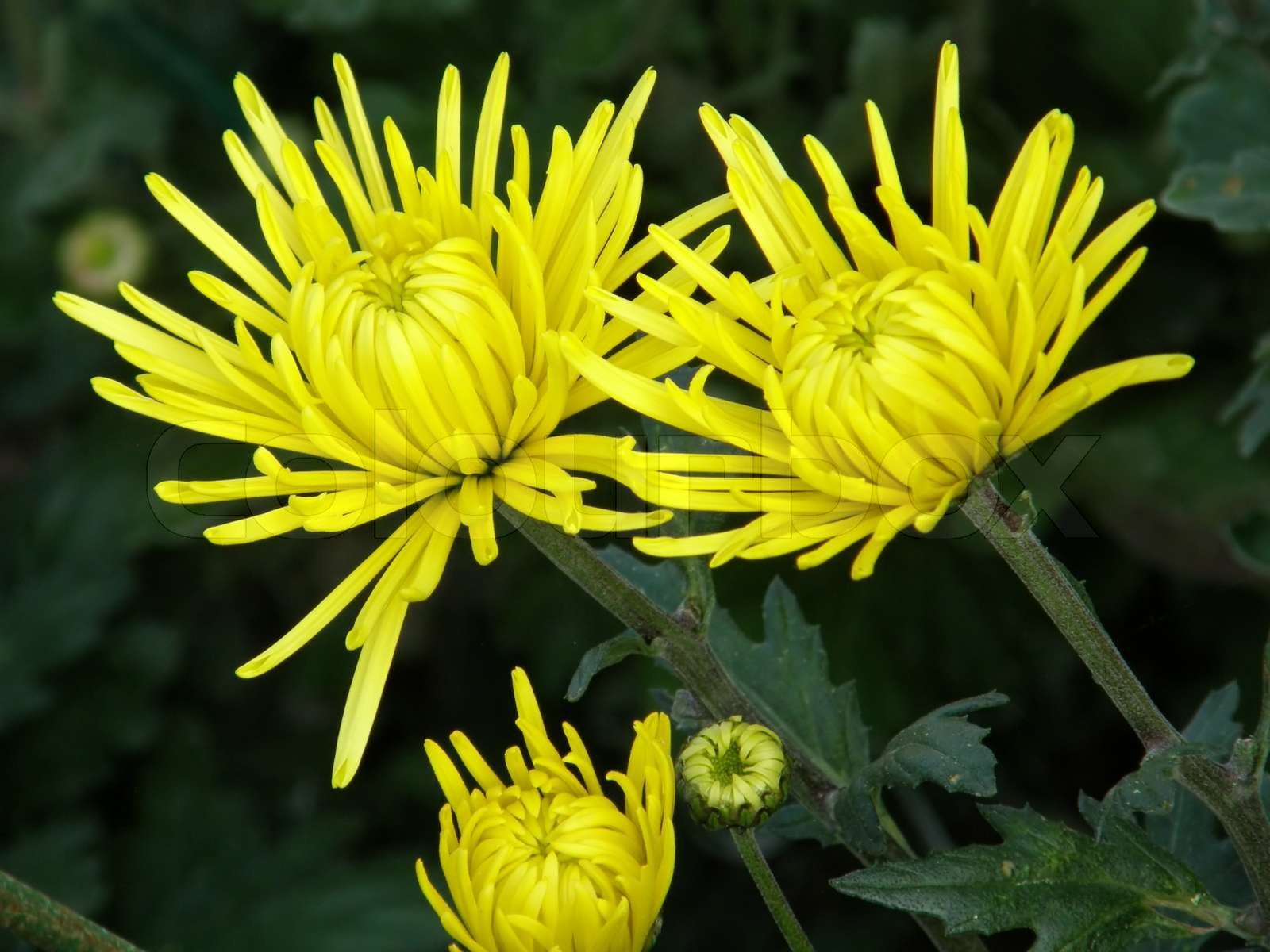 Smuk blomst af en krysantemum | Stock foto | Colourbox