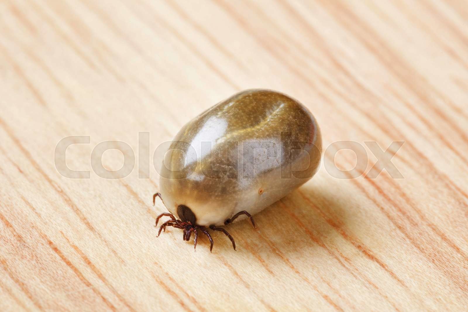 Tick | Stock image | Colourbox