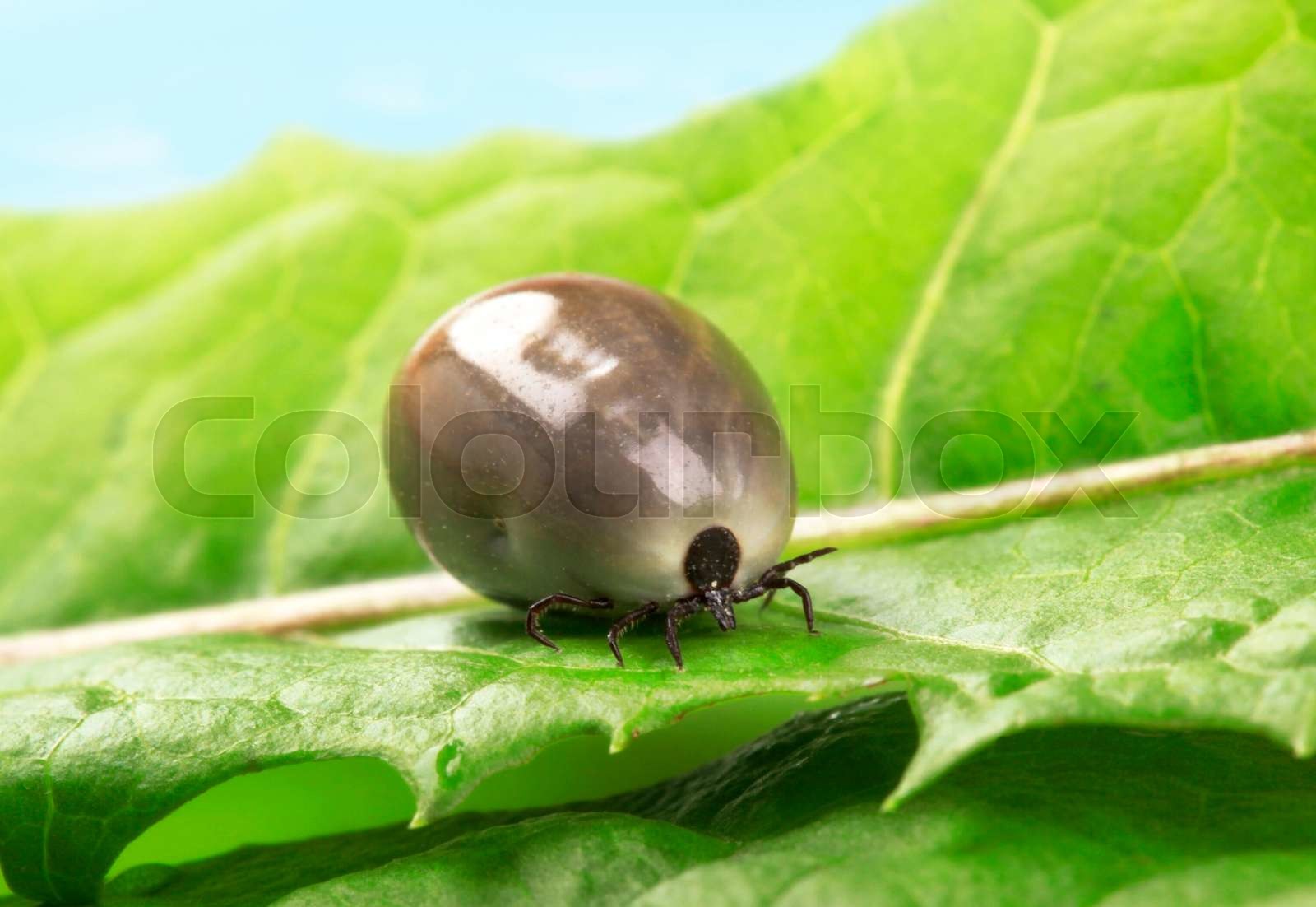 Fully fed blood-sucking tick | Stock image | Colourbox