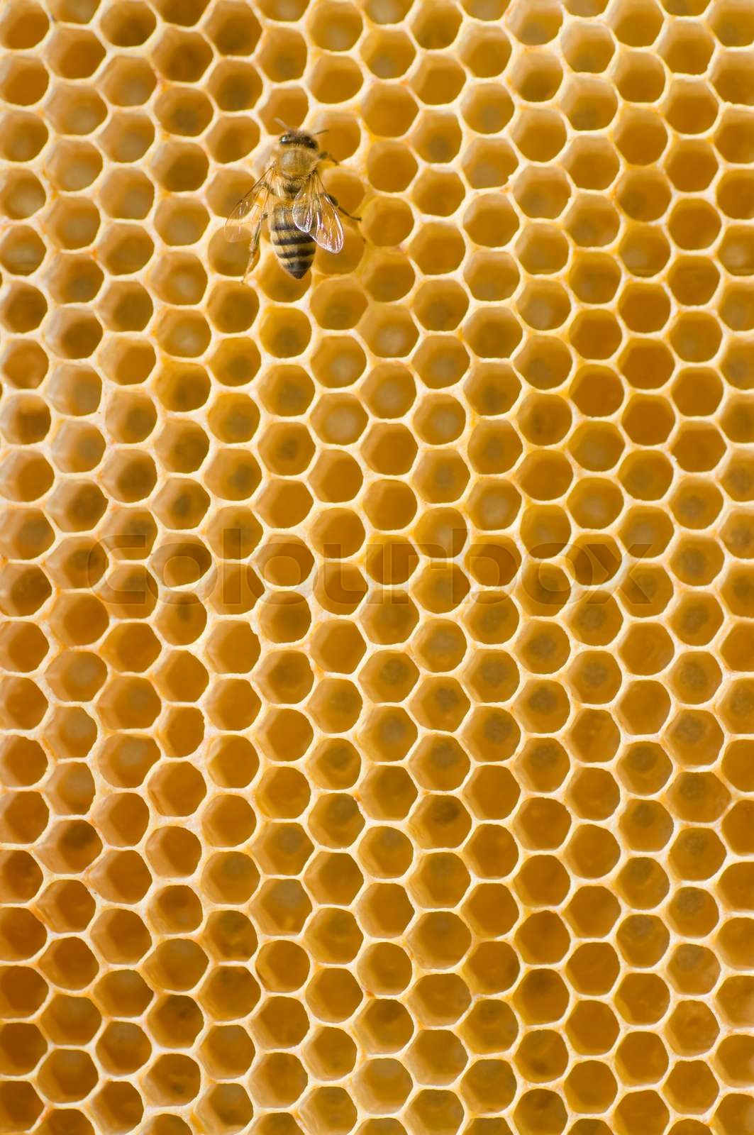Honeybee on a comb | Stock image | Colourbox