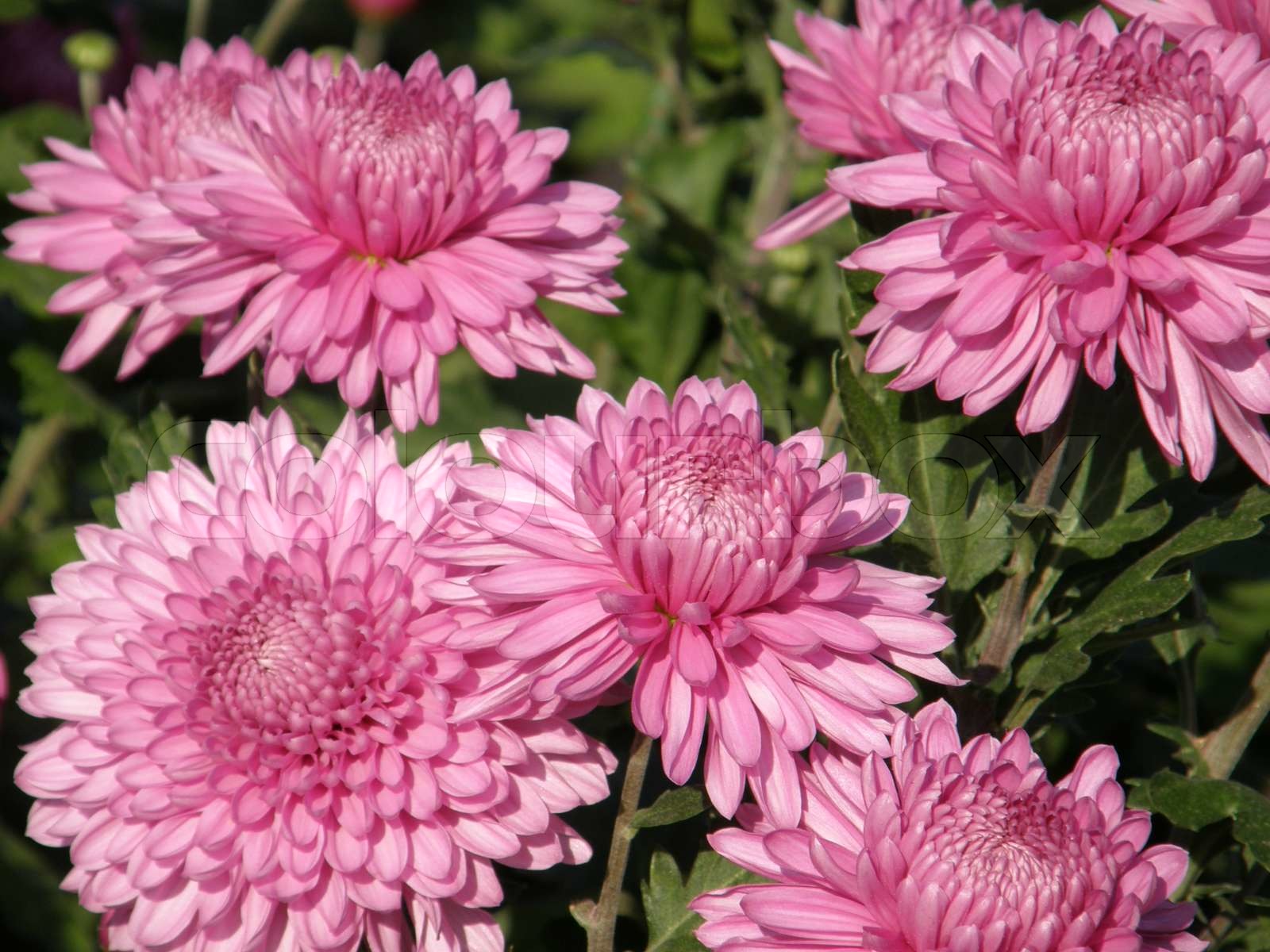 Smuk blomst af en krysantemum | Stock foto | Colourbox