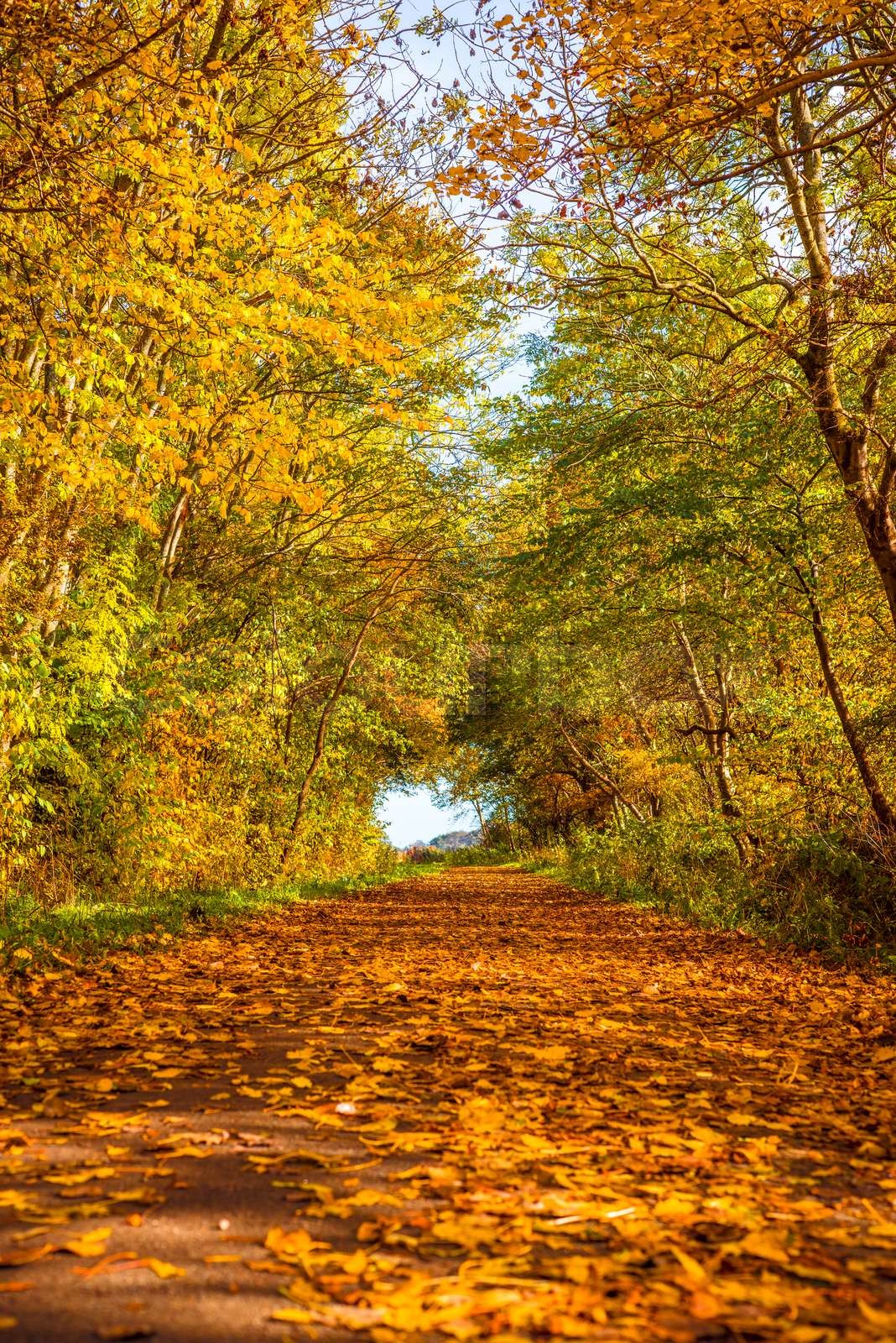 Autumn leaves on a path | Stock image | Colourbox