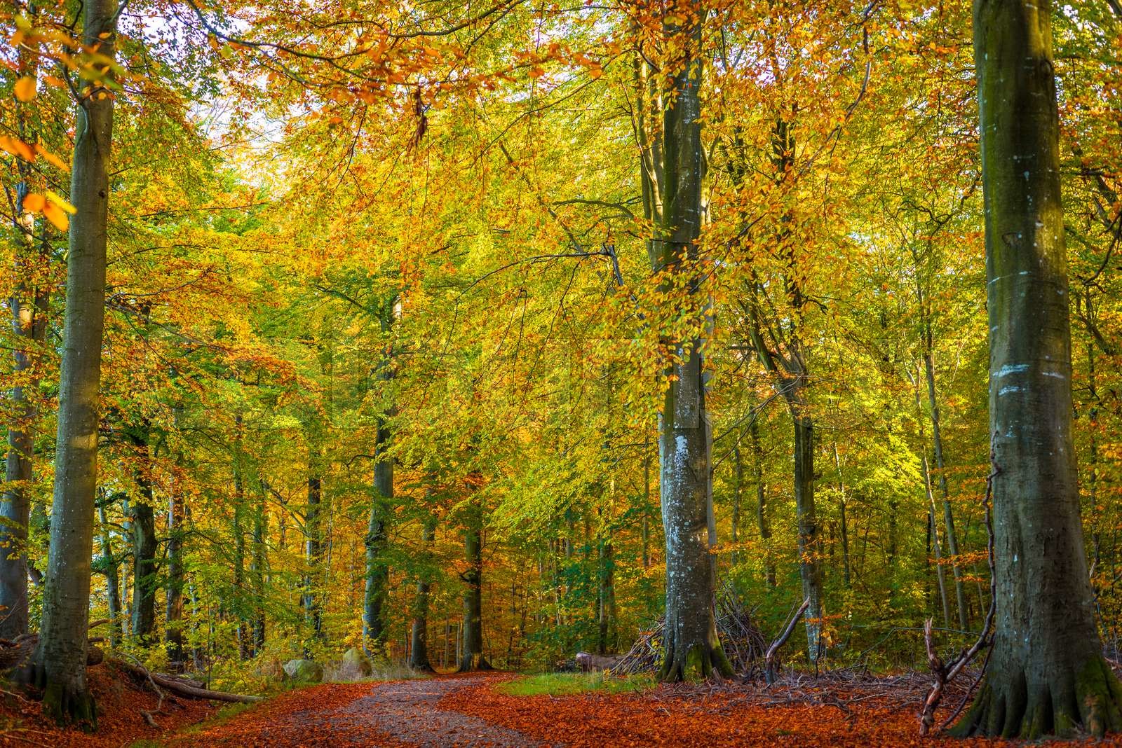 Trees with warm colors in the fall | Stock image | Colourbox