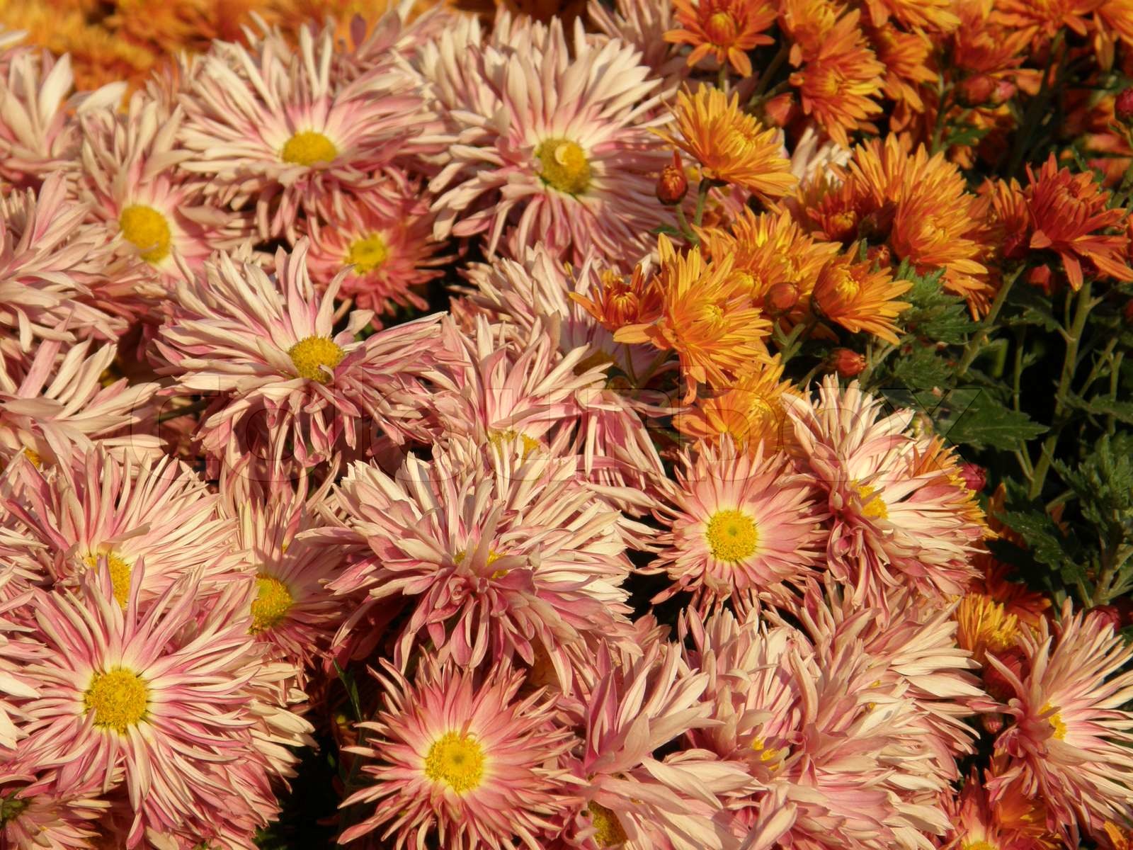 Smuk blomst af en krysantemum | Stock foto | Colourbox
