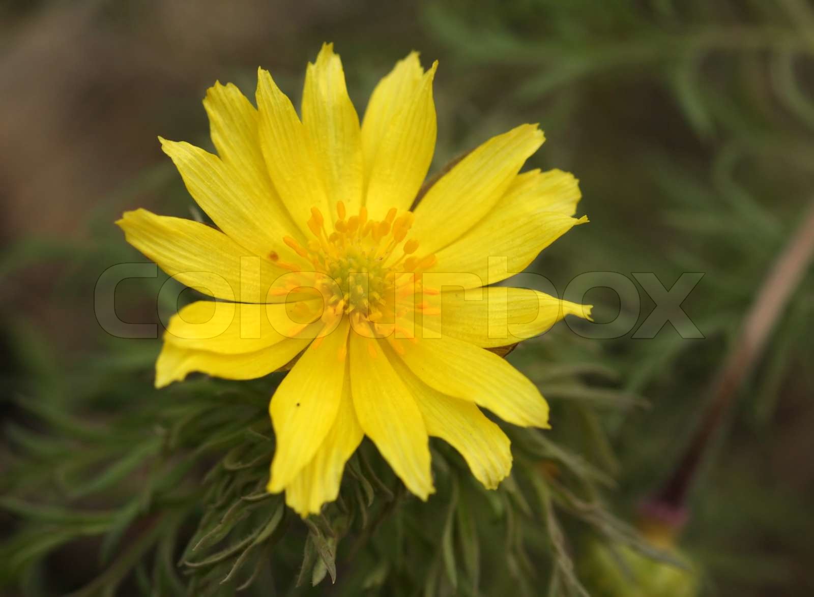 Smuk blomst af en Adonis | Stock foto | Colourbox