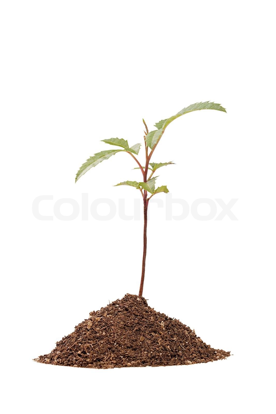 Die jungen, grünen Spross in den Boden. | Stock Bild | Colourbox