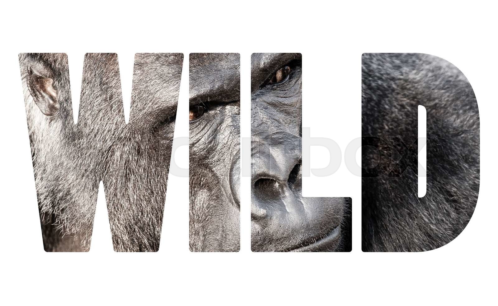 Word WILD Face portrait of a gorilla male | Stock image | Colourbox