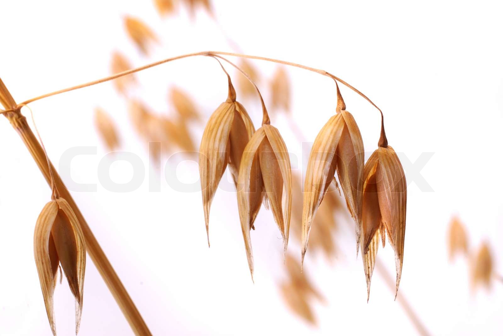 Oats | Stock image | Colourbox