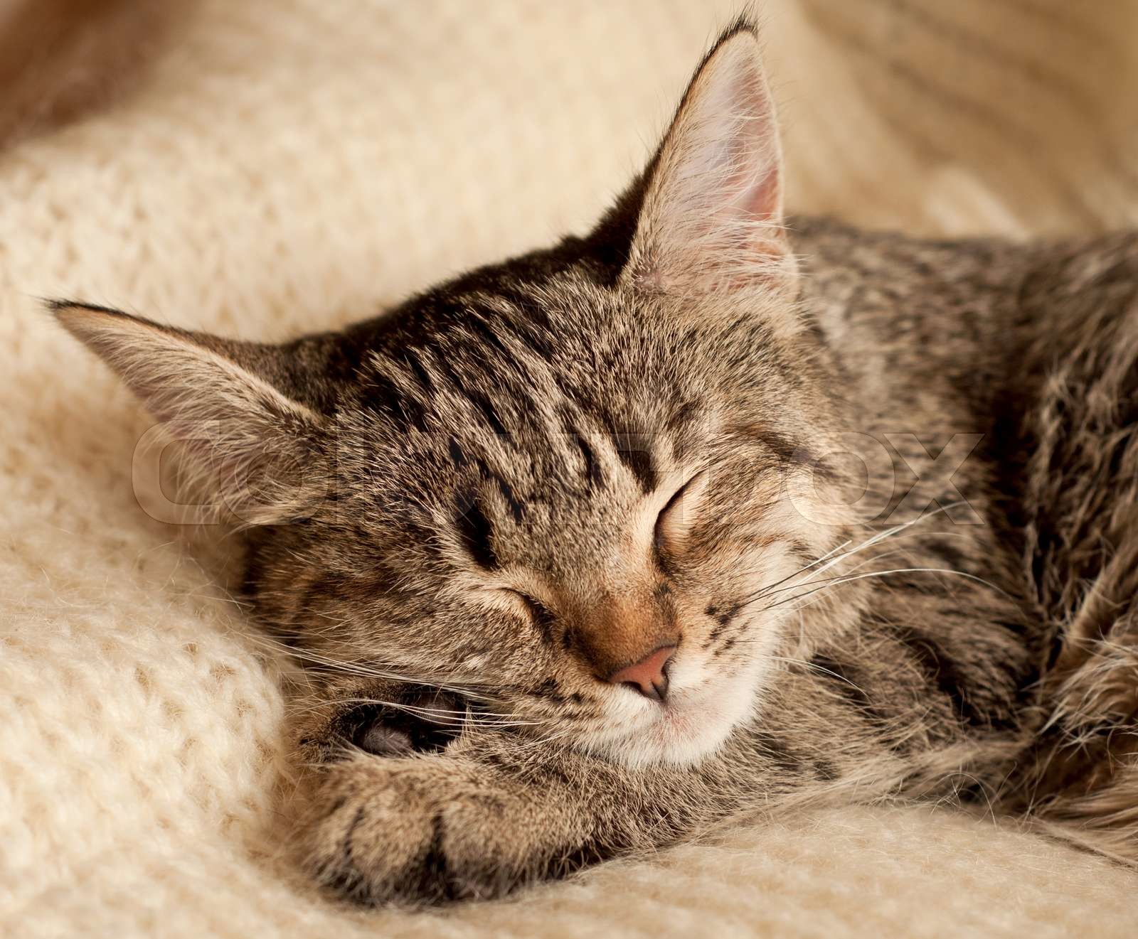 Kitten portrait | Stock image | Colourbox