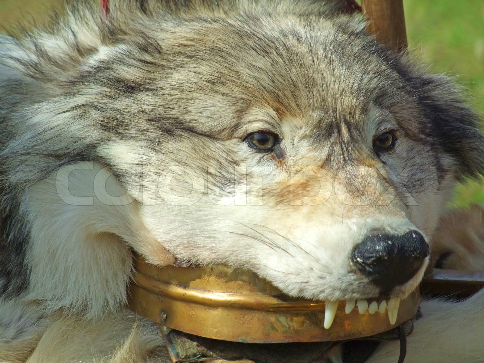 Maske af en wollf . | Stock foto | Colourbox