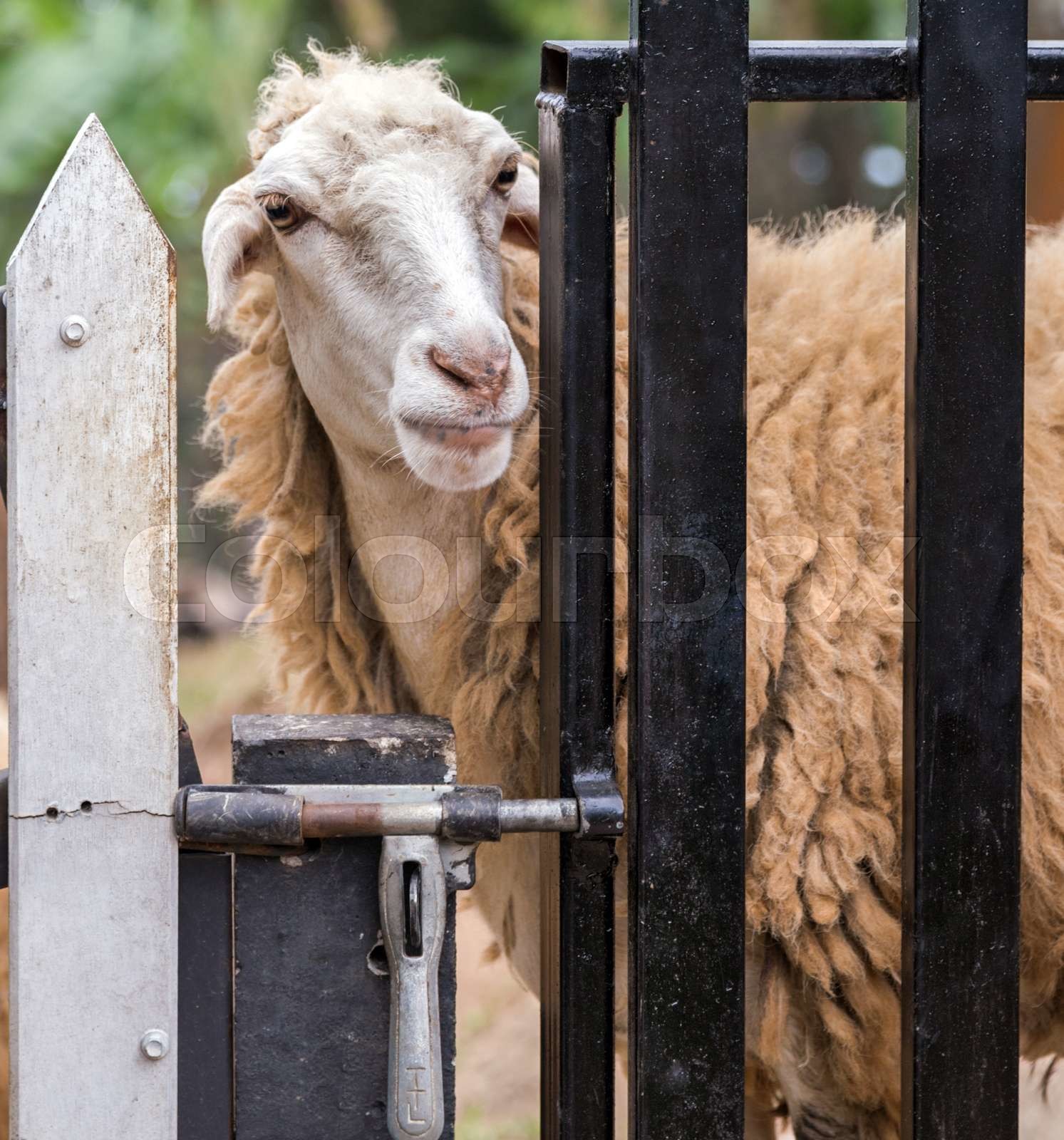 sheep outdoor | Stock image | Colourbox