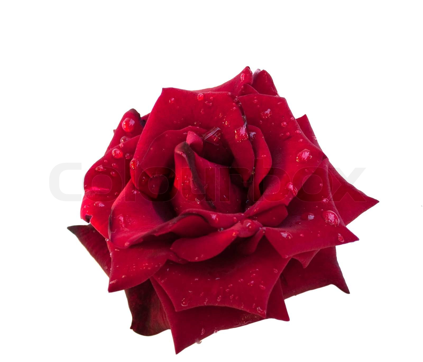 Rød rose med dugdråber på en hvid baggrund | Stock foto | Colourbox