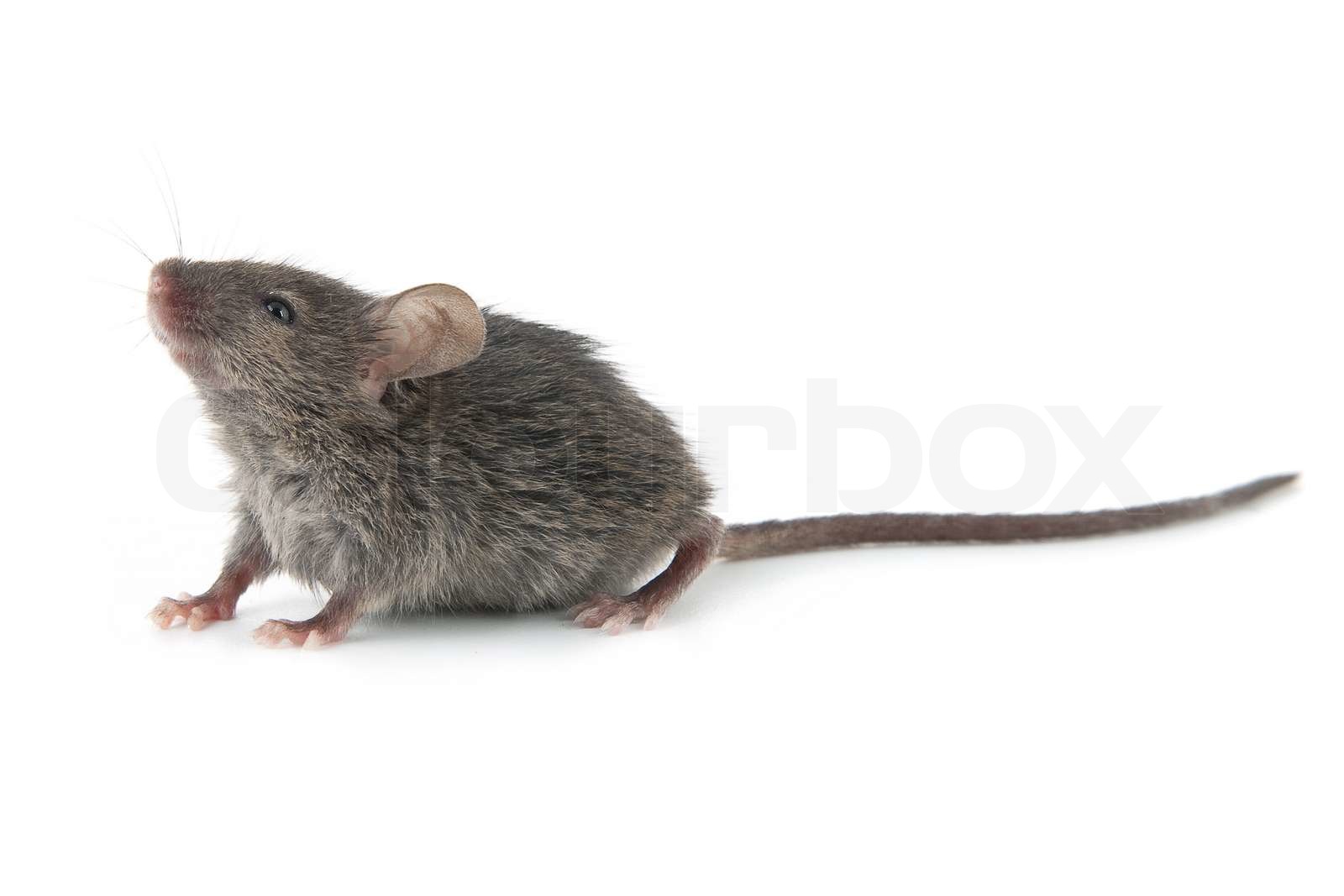 Kleine Maus auf einem weißen Hintergrund | Stock Bild | Colourbox