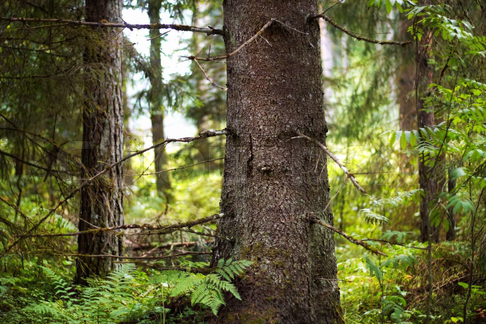 tree | Stock image | Colourbox