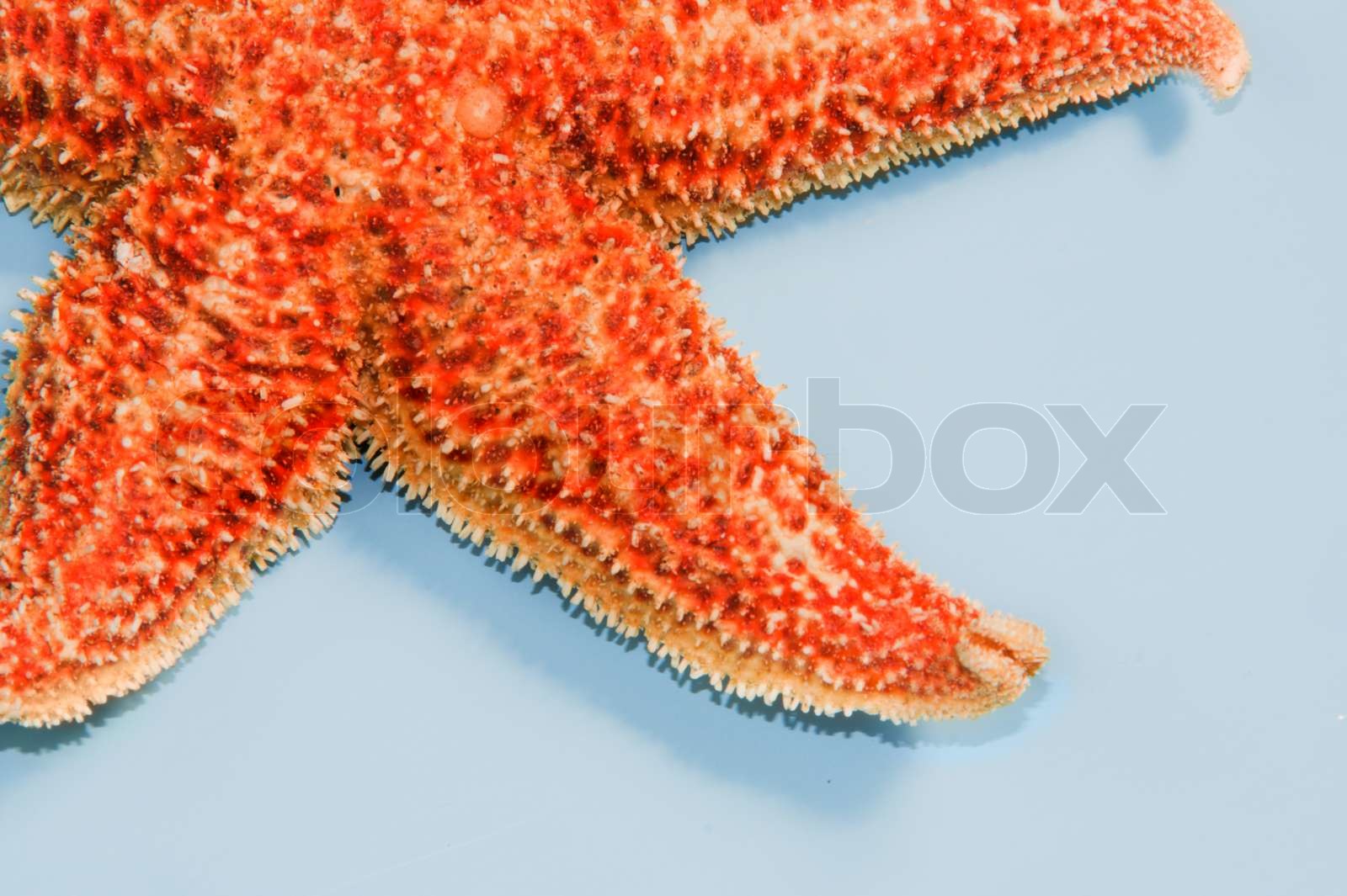 starfish close up | Stock image | Colourbox